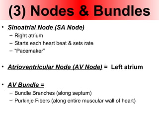 Anatomy Unit 2: Cardiac Conduction Notes | PPT