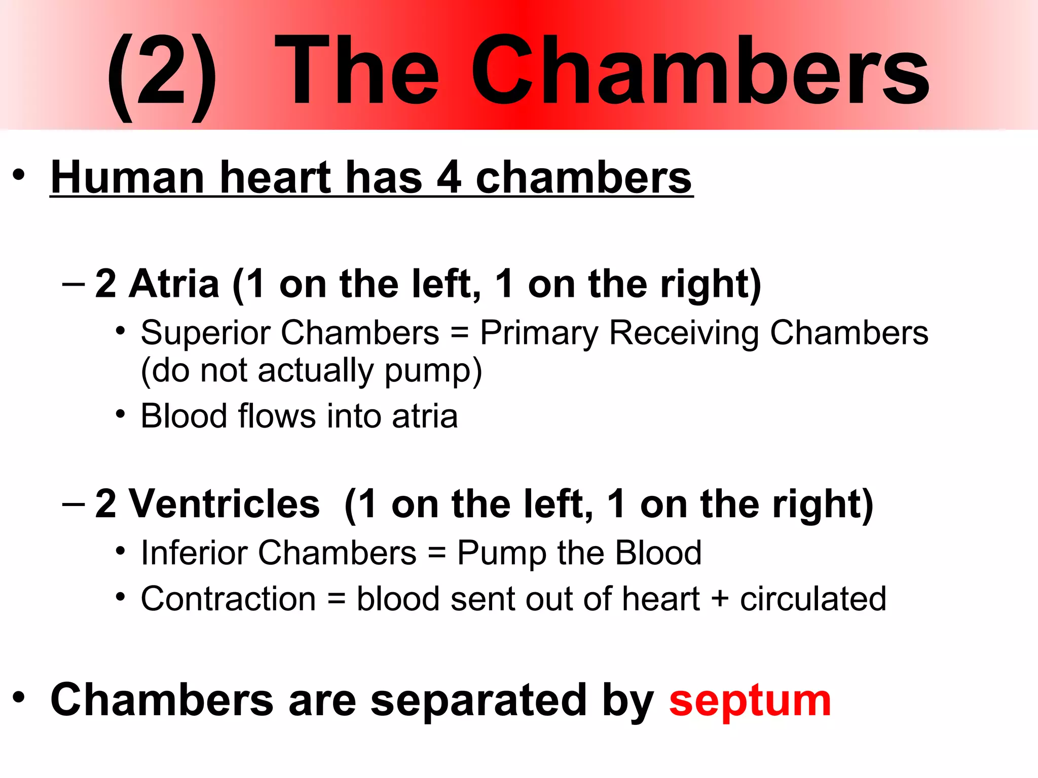 Anatomy Unit 2: Heart Anatomy & Function Notes | PPT