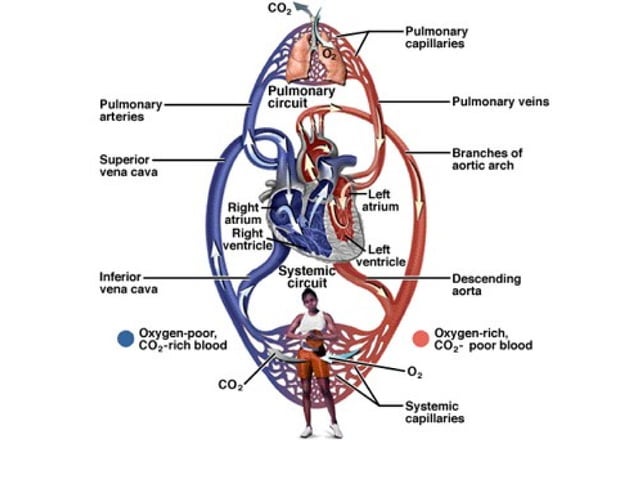 Anatomy Unit 2: Heart Anatomy & Function Notes | PPT