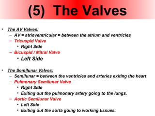 Anatomy Unit 2: Heart Anatomy & Function Notes | PPT