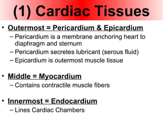 Anatomy Unit 2: Heart Anatomy & Function Notes | PPT