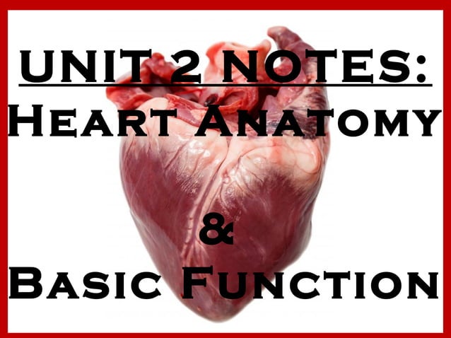 Anatomy Unit 2 Notes: Heart Anatomy & Function | PPT