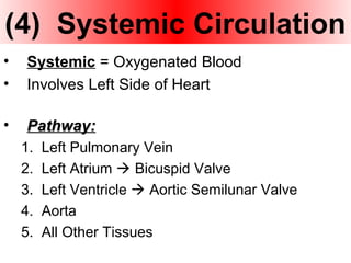 Anatomy Unit 2 Notes: Heart Anatomy & Function | PPT