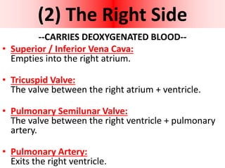 Anatomy Unit 2 Notes: Heart Dissections | PPTX