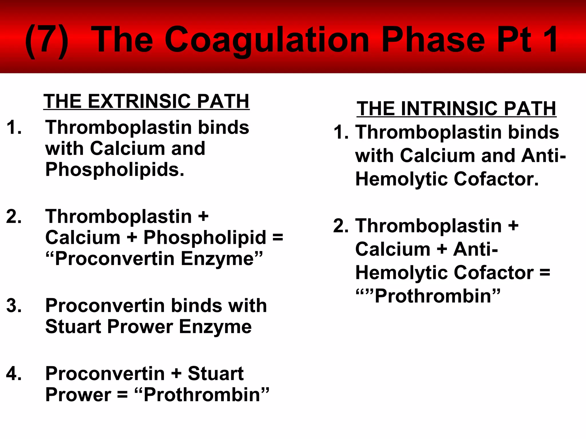 Anatomy Unit 2 Notes: Hematopoiesis & Hemostasis | PPT