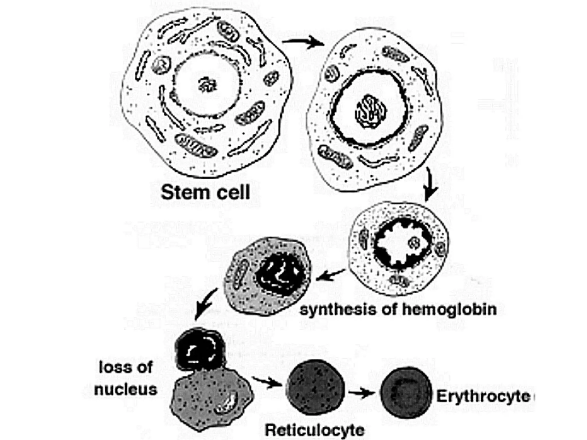 Anatomy Unit 2 Notes: Hematopoiesis & Hemostasis | PPT