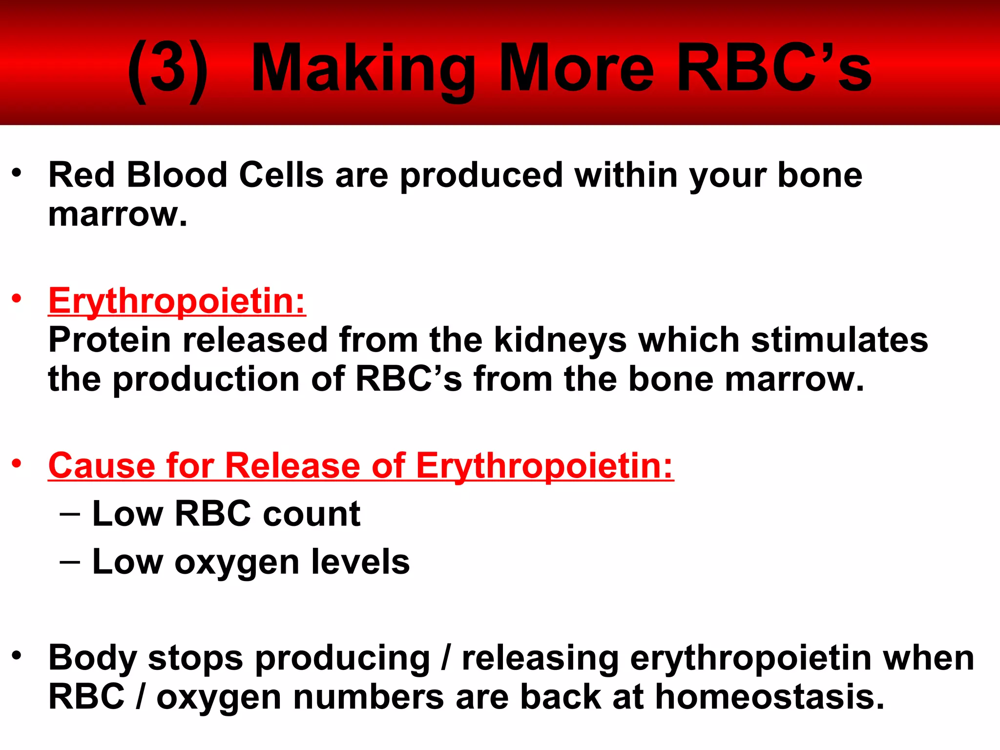 Anatomy Unit 2 Notes: Hematopoiesis & Hemostasis | PPT