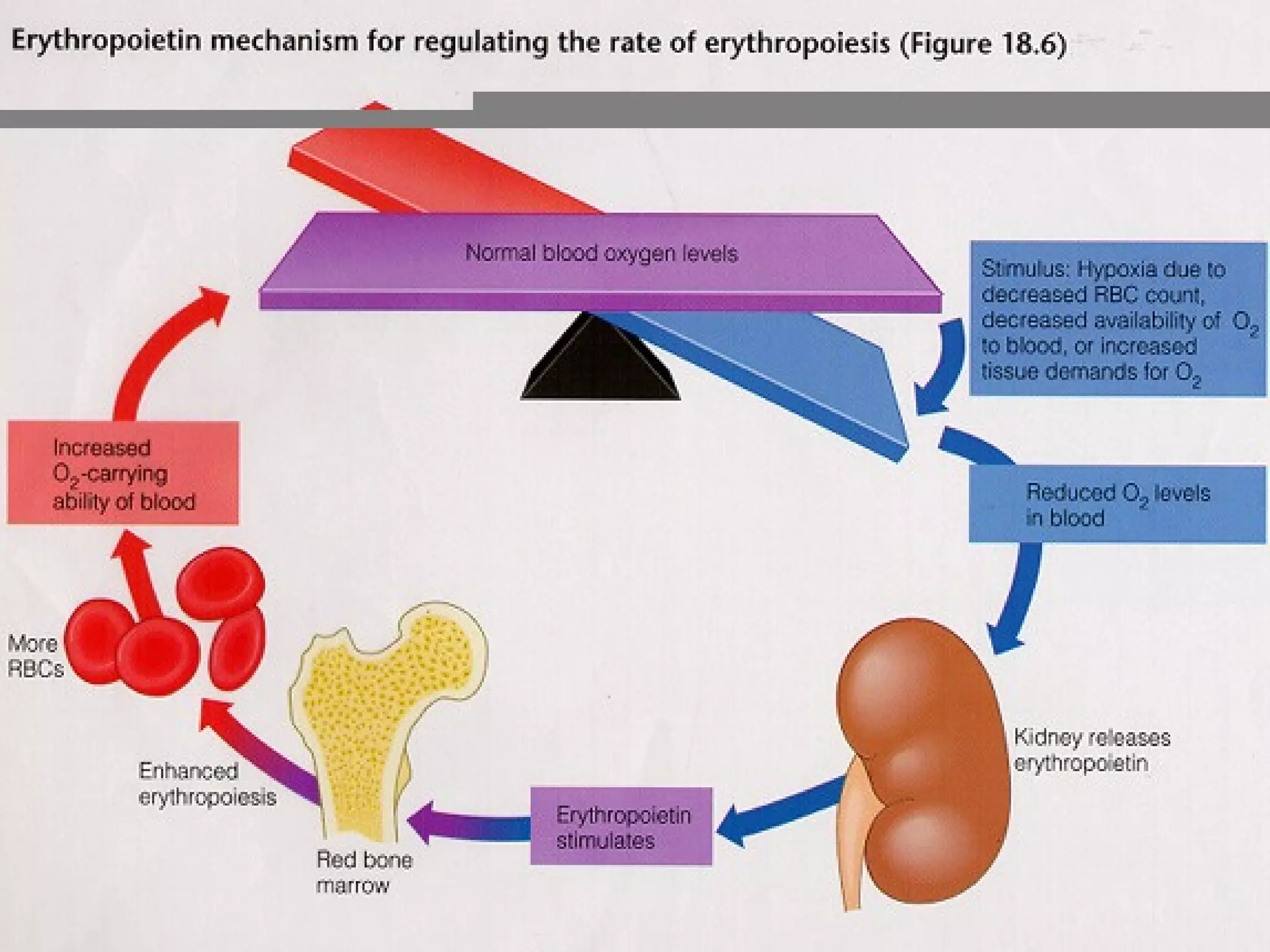 Anatomy Unit 2 Notes: Hematopoiesis & Hemostasis | PPT