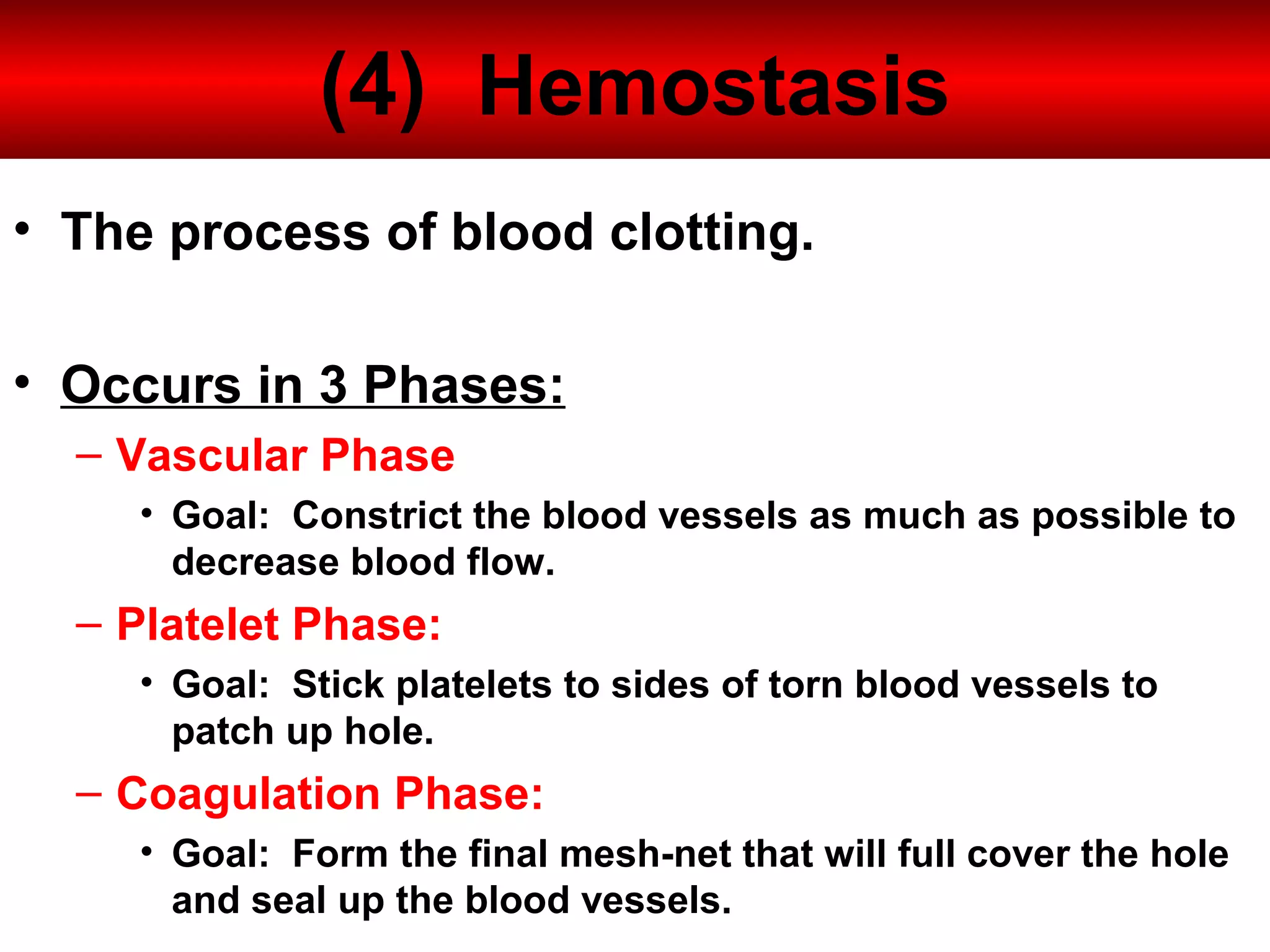 Anatomy Unit 2 Notes: Hematopoiesis & Hemostasis | PPT