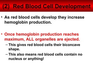 Anatomy Unit 2 Notes: Hematopoiesis & Hemostasis | PPT
