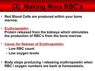 Anatomy Unit 2 Notes: Hematopoiesis & Hemostasis | PPT