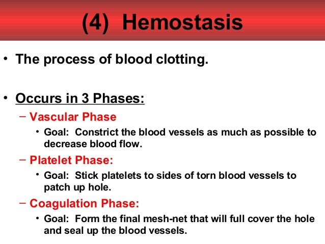Anatomy Unit 2 Notes: Hematopoiesis & Hemostasis