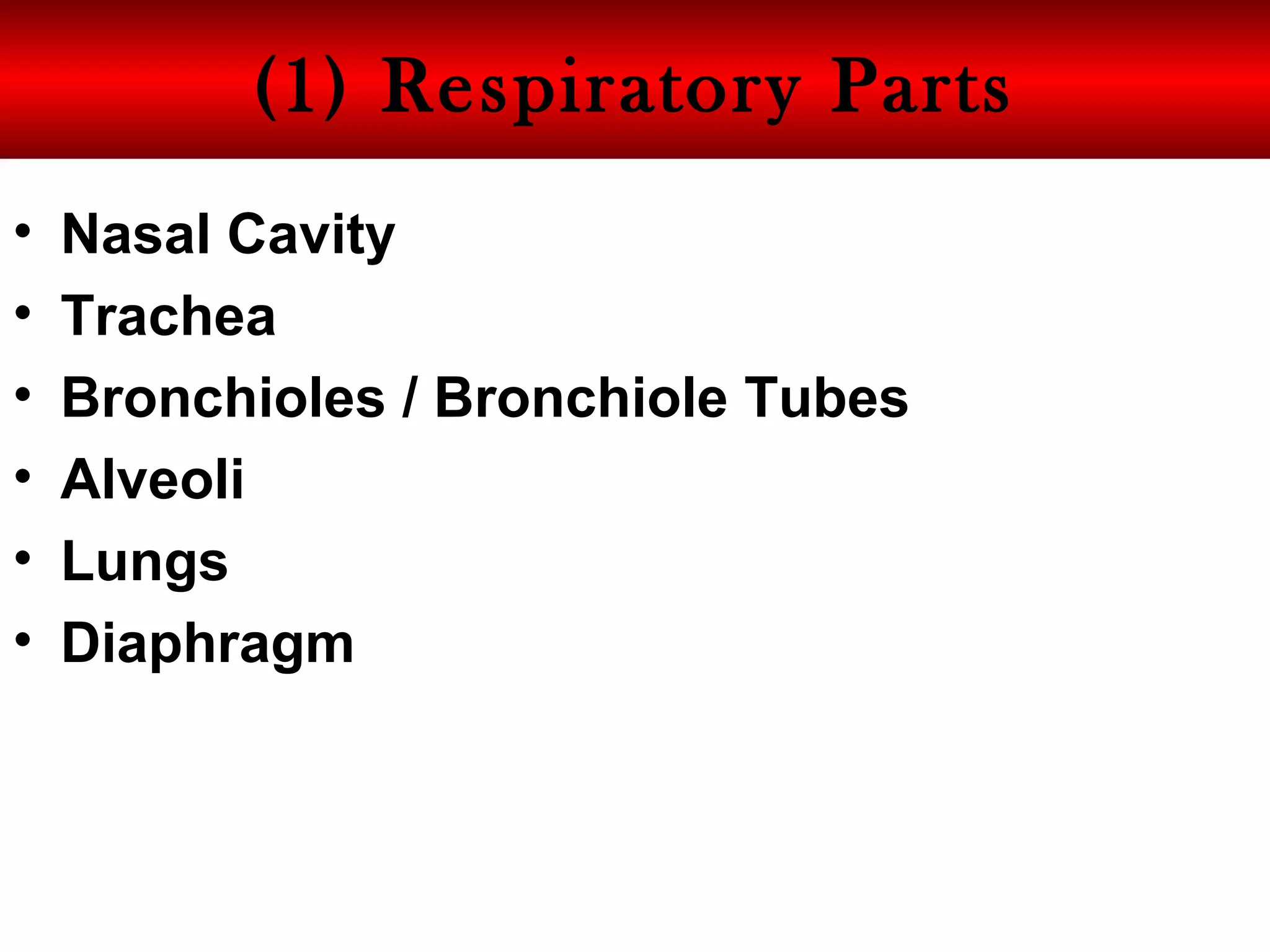 Anatomy Unit 2 Notes: The Respiratory System | PPT