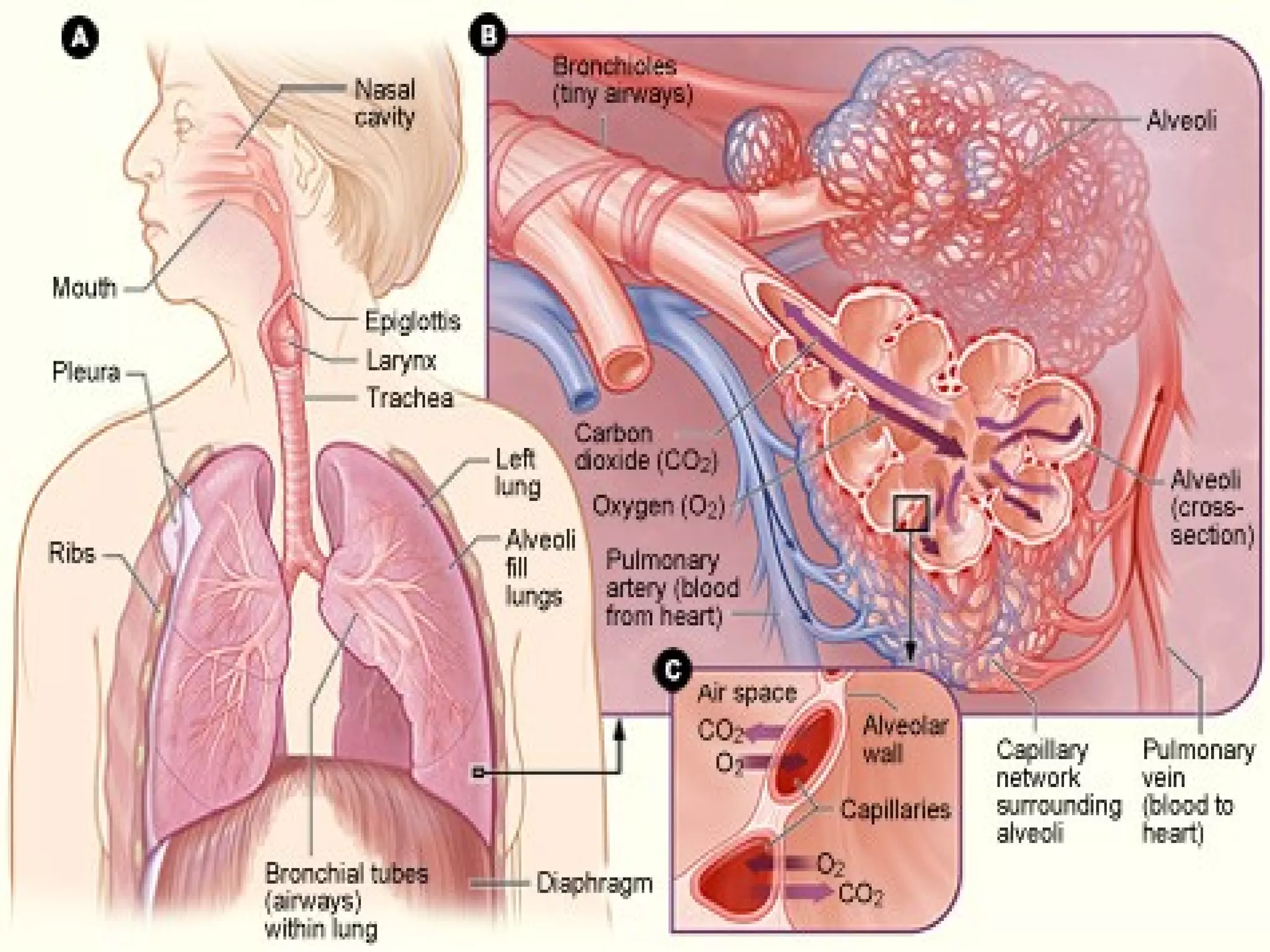 Anatomy Unit 2 Notes: The Respiratory System | PPT