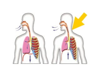 Anatomy Unit 2 Notes: The Respiratory System | PPT