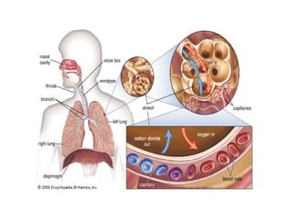 Anatomy Unit 2 Notes: The Respiratory System | PPT