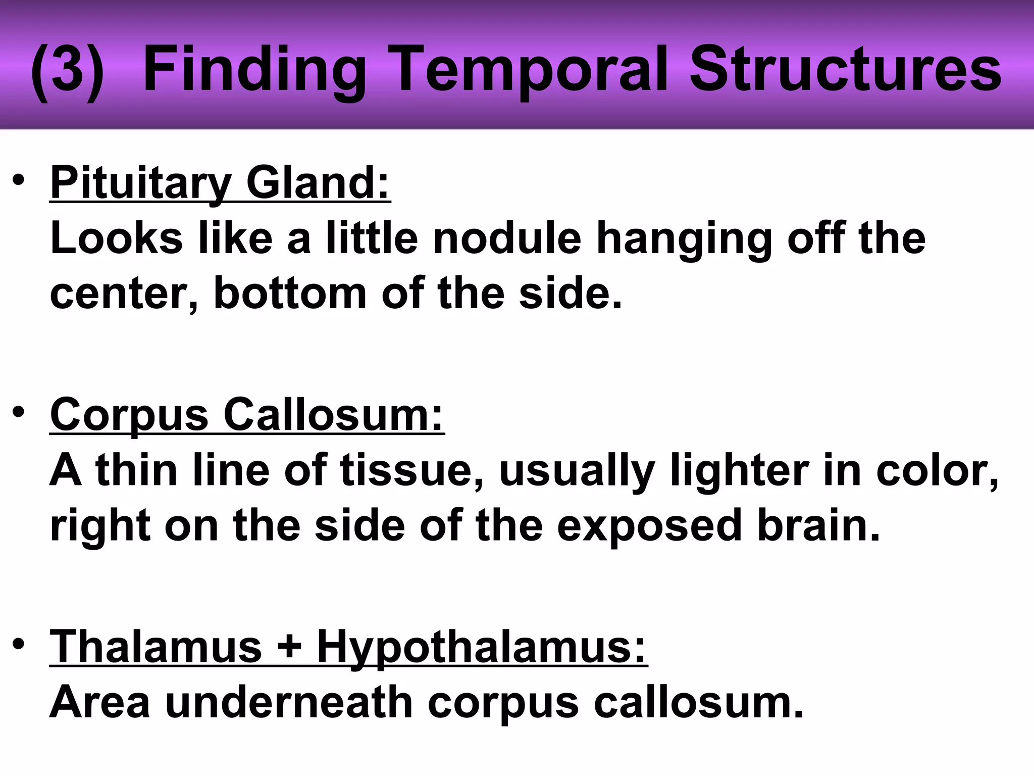 Anatomy unit 2 nervous system brain dissection notes | PPT