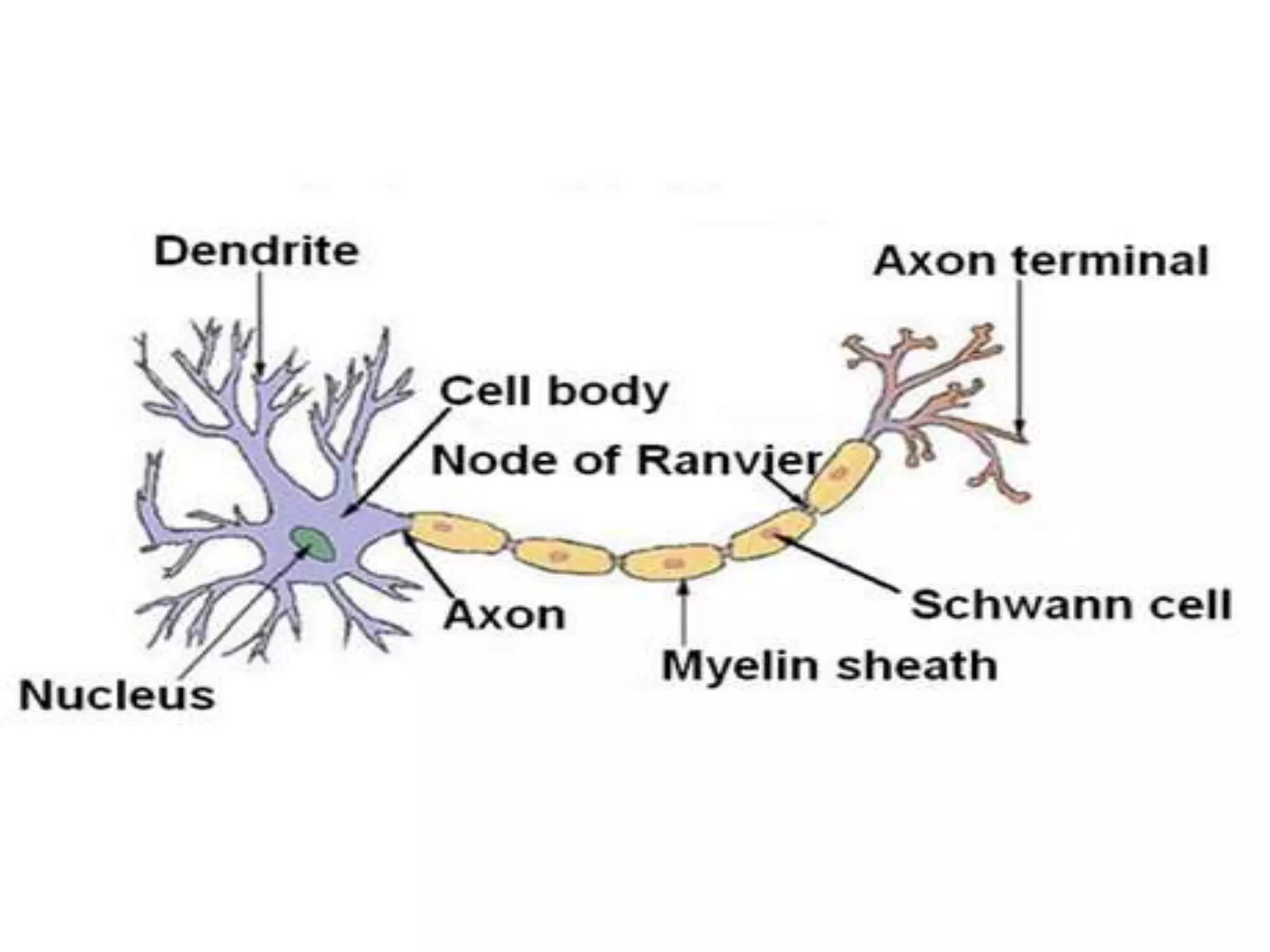 Anatomy: Unit 2 Nervous System--Cells and Organization | PPTX