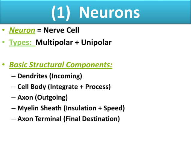 Anatomy: Unit 2 Nervous System--Cells and Organization | PPT