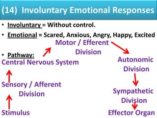 Anatomy: Unit 2 Nervous System--Cells and Organization | PPT