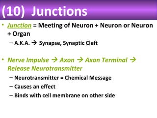 Anatomy unit 2 nervous system cells and organization notes | PPT ...
