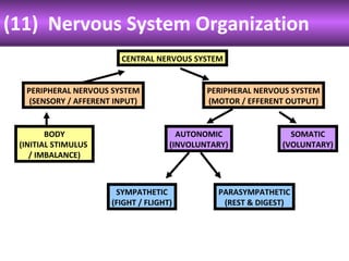 Anatomy unit 2 nervous system cells and organization notes | PPT ...