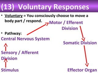 Anatomy unit 2 nervous system cells and organization notes | PPT ...