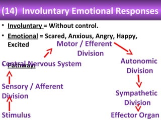 Anatomy unit 2 nervous system cells and organization notes | PPT ...