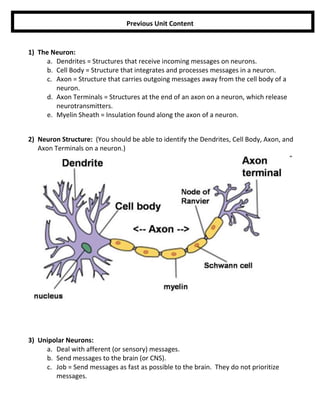 Anatomy unit 2 nervous system everything you need to know and drill ...