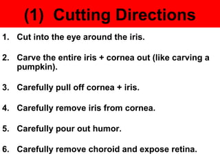 Anatomy unit 2 nervous system eyeball dissection notes | PPT