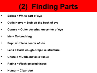 Anatomy unit 2 nervous system eyeball dissection notes | PPT