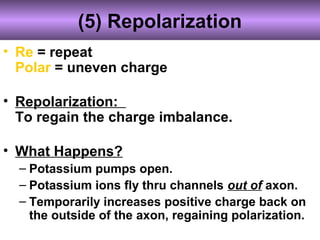 Anatomy unit 2 nervous system nerve impulse notes | PPT
