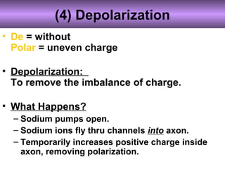 Anatomy unit 2 nervous system nerve impulse notes | PPT