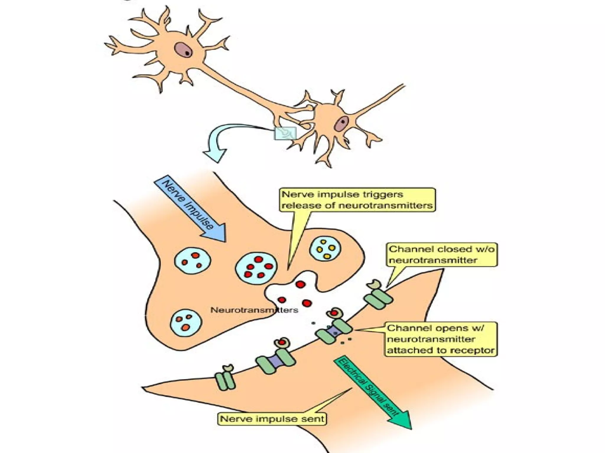 Anatomy unit 2 nervous system nerve impulse notes | PPT