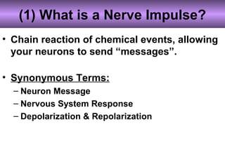 Anatomy unit 2 nervous system nerve impulse notes | PPT