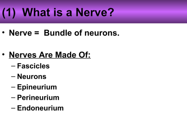 Anatomy unit 2 nervous system nerve structure and reflex notes | PPT ...