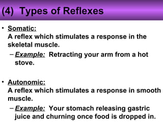 Anatomy unit 2 nervous system nerve structure and reflex notes | PPT