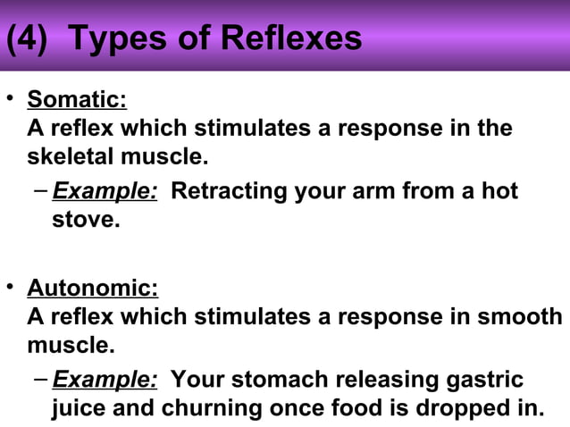 Anatomy unit 2 nervous system nerve structure and reflex notes | PPT ...