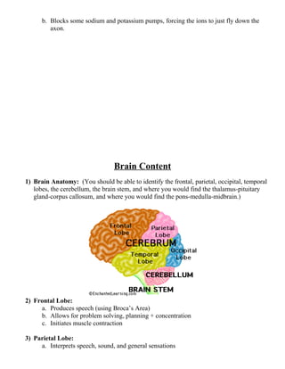 Anatomy unit 2 nervous system quiz 2 everything you need to know | DOC ...