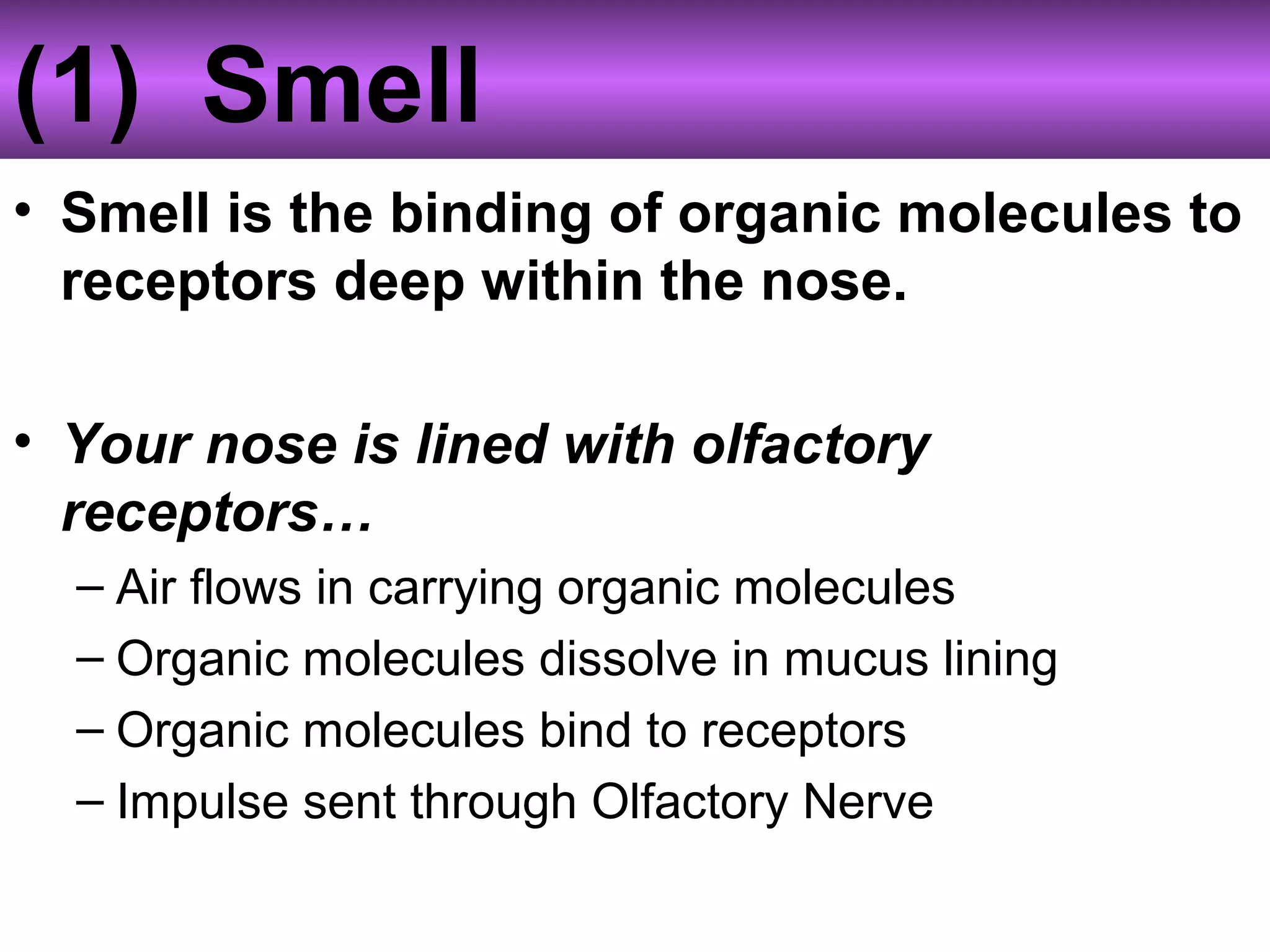 Anatomy unit 2 nervous system taste touch smell notes | PPT