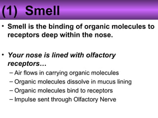 Anatomy unit 2 nervous system taste touch smell notes | PPT