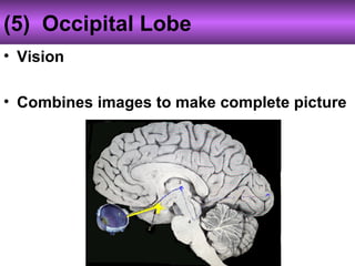 Anatomy unit 2 nervous system the brain notes | PPT