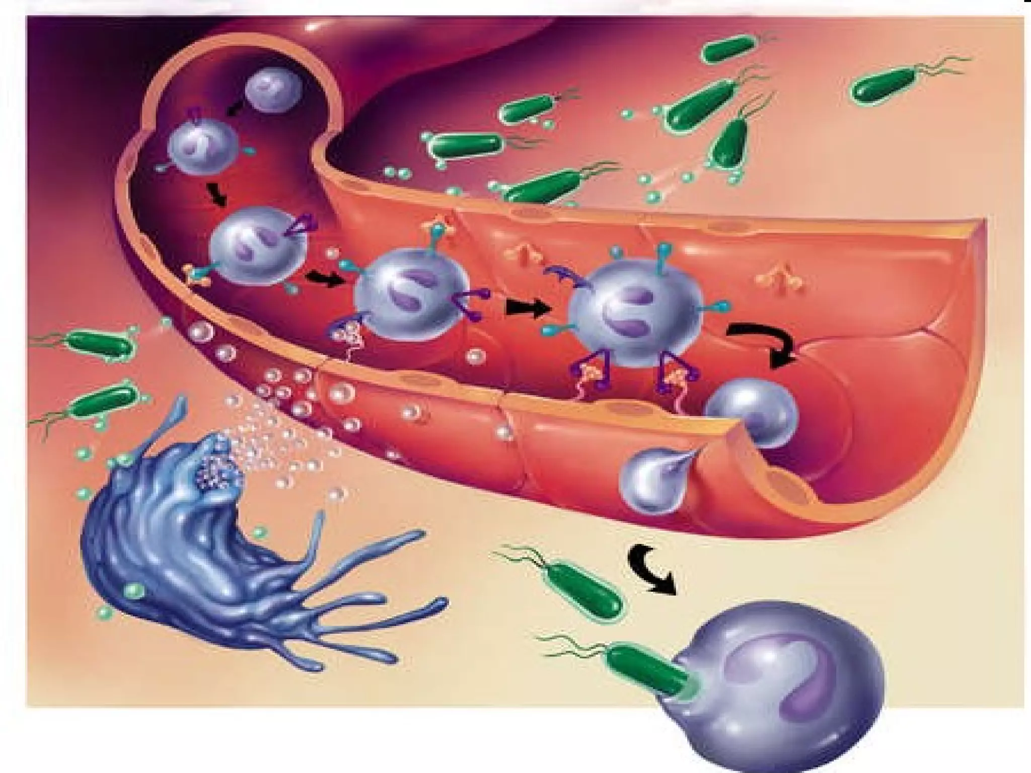 Anatomy unit 3 cardio and respiratory system blood composition notes | PPT