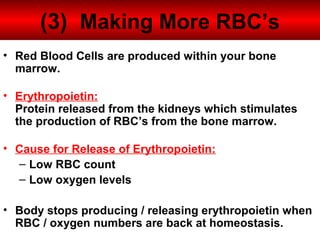 Anatomy unit 3 cardio and respiratory system hematopoiesis and ...