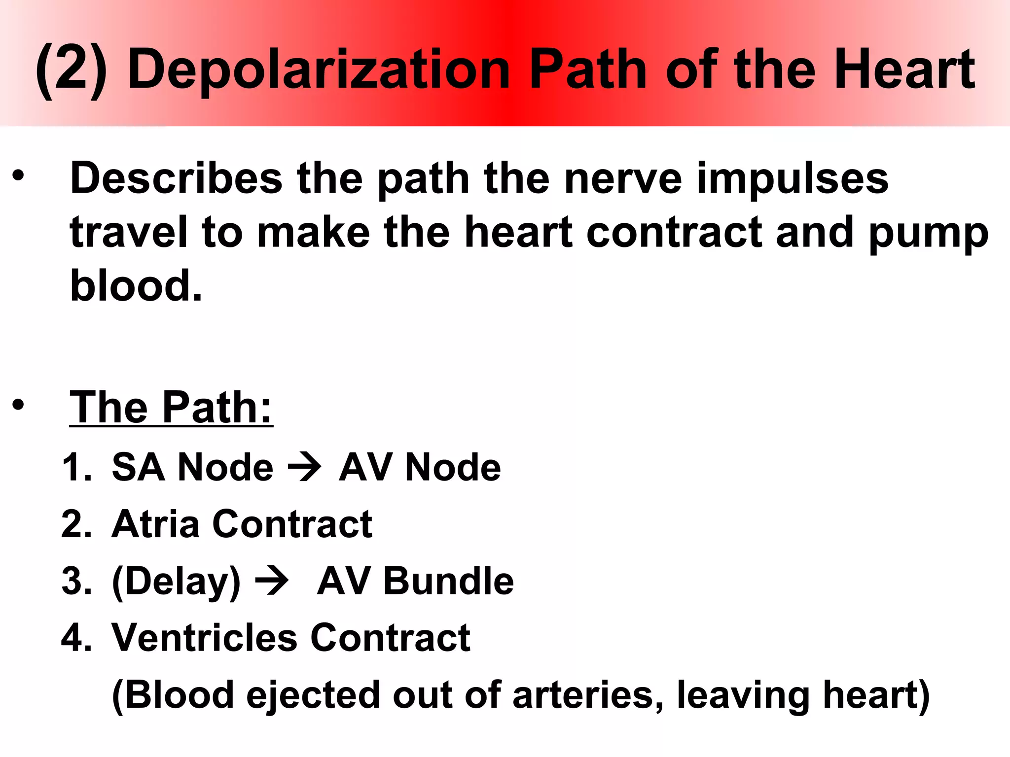 Anatomy unit 3 cardio and respiratory systems cardiac conduction notes ...