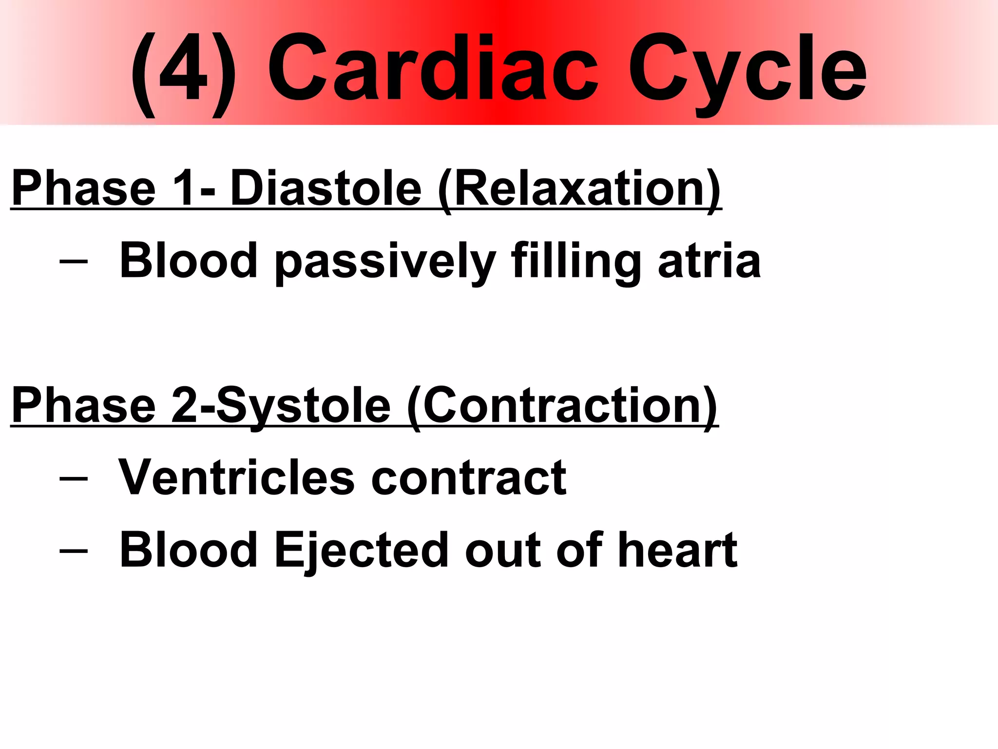 Anatomy unit 3 cardio and respiratory systems cardiac conduction notes ...