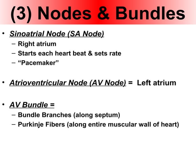 Anatomy unit 3 cardio and respiratory systems cardiac conduction notes ...