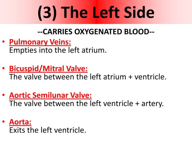 Anatomy unit 3 cardio and respiratory systems heart dissection notes | PPTX