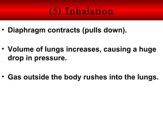 Anatomy unit 3 cardio and vascular systems respiratory notes | PPT