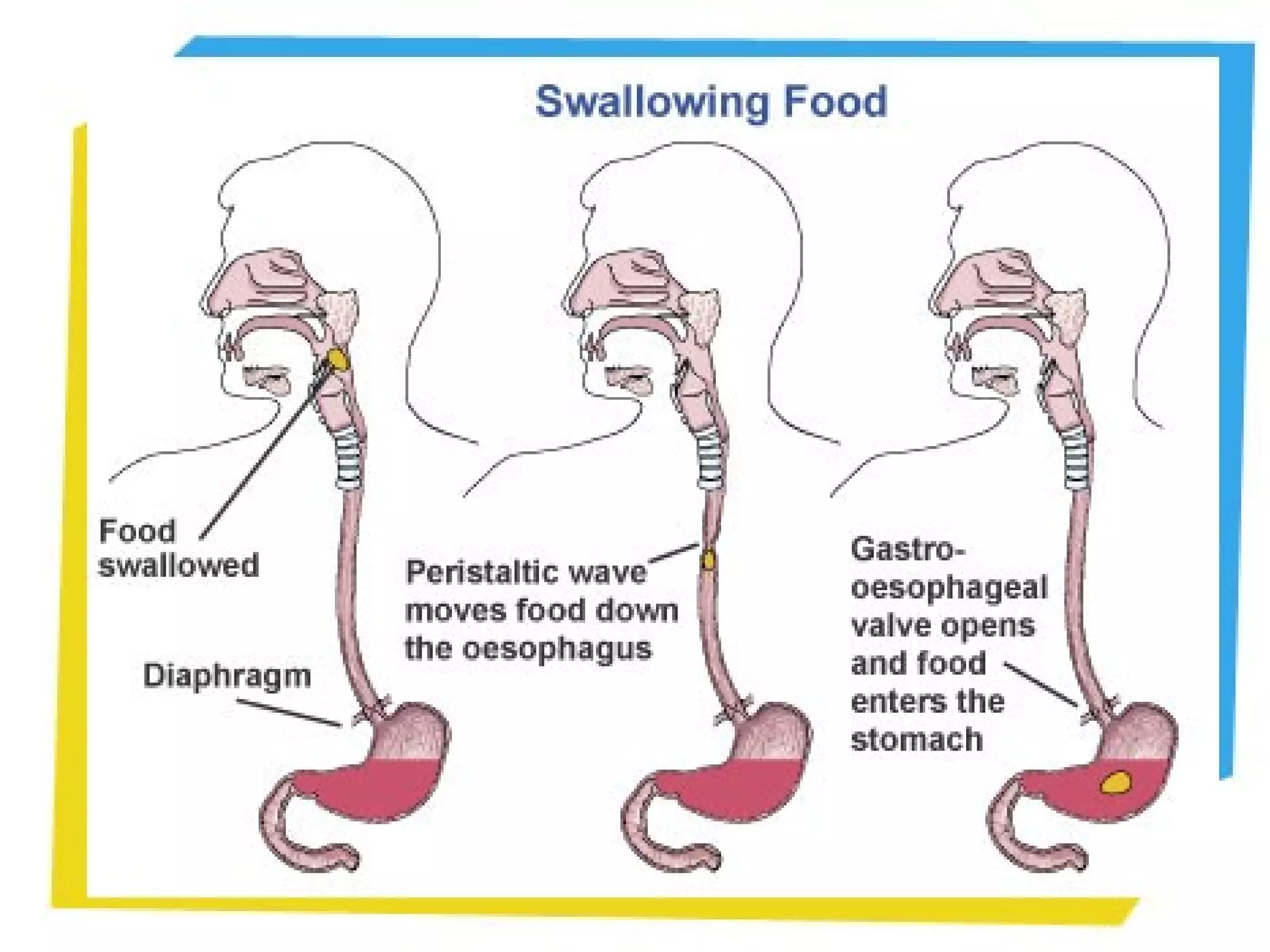 Anatomy Unit 3 Notes: Digestion Basics, The Mouth and The Esophagus ...